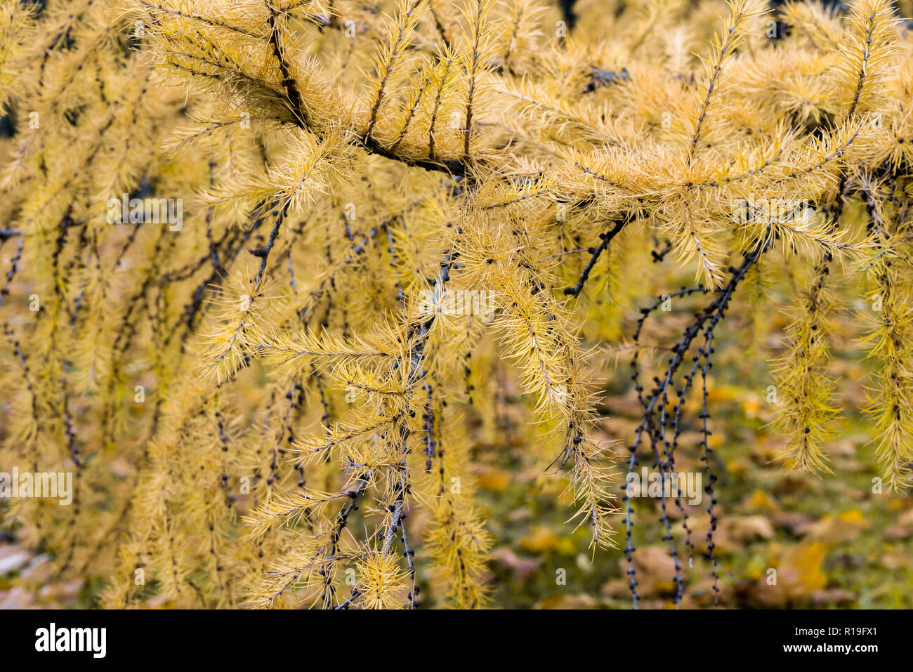 Yellow larch hi-res stock photography and images - Alamy