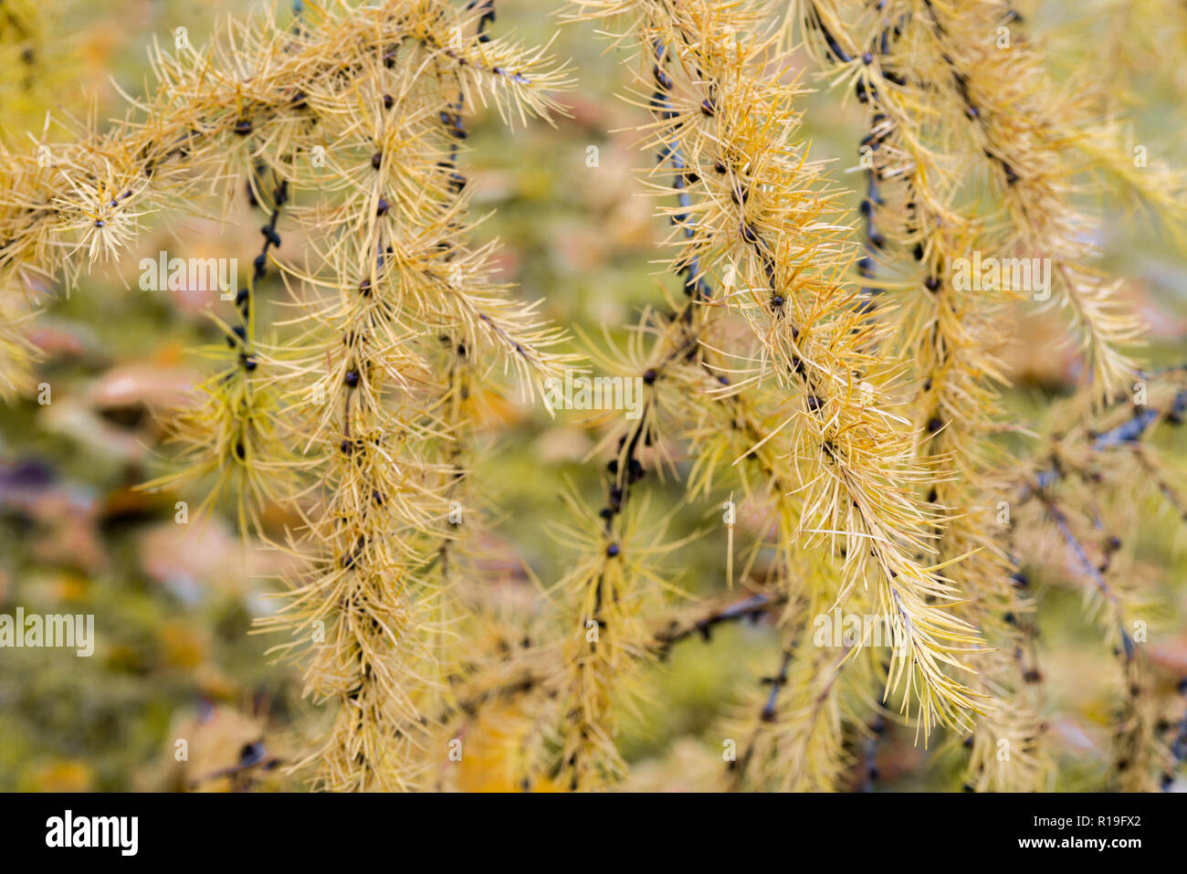 Yellow larch hi-res stock photography and images - Alamy