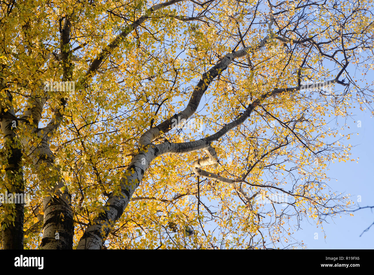 Yellow poplar tree hi-res stock photography and images - Alamy