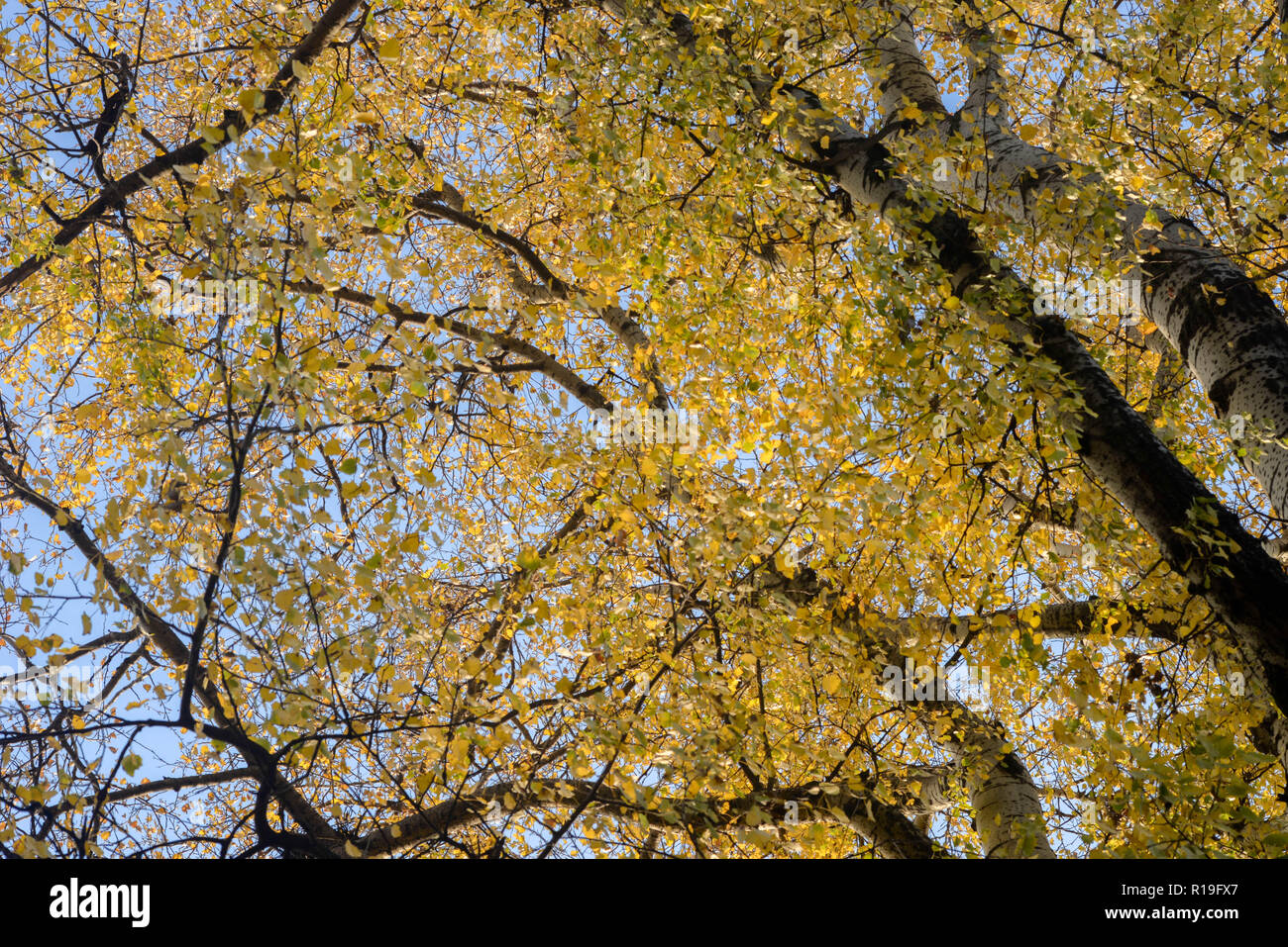 Yellow poplar tree hi-res stock photography and images - Alamy