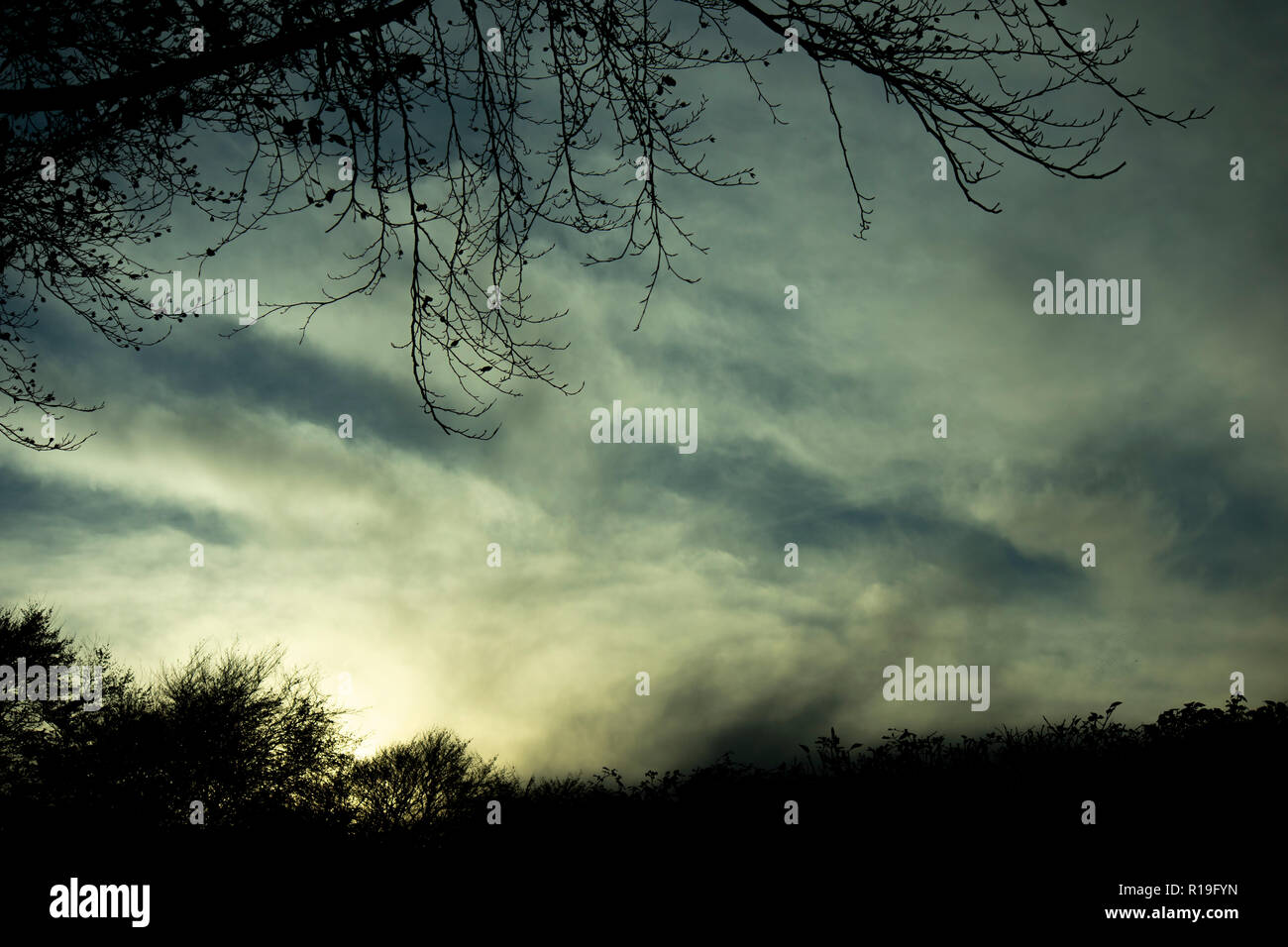 Silhouetted autumn trees at dusk against an cloudy sky Stock Photo - Alamy