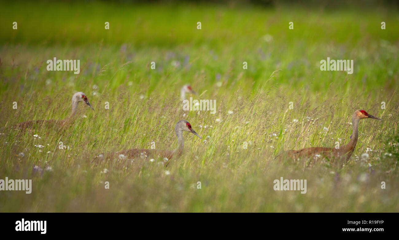 The sandhill crane (Antigone canadensis) is a species of large crane of ...
