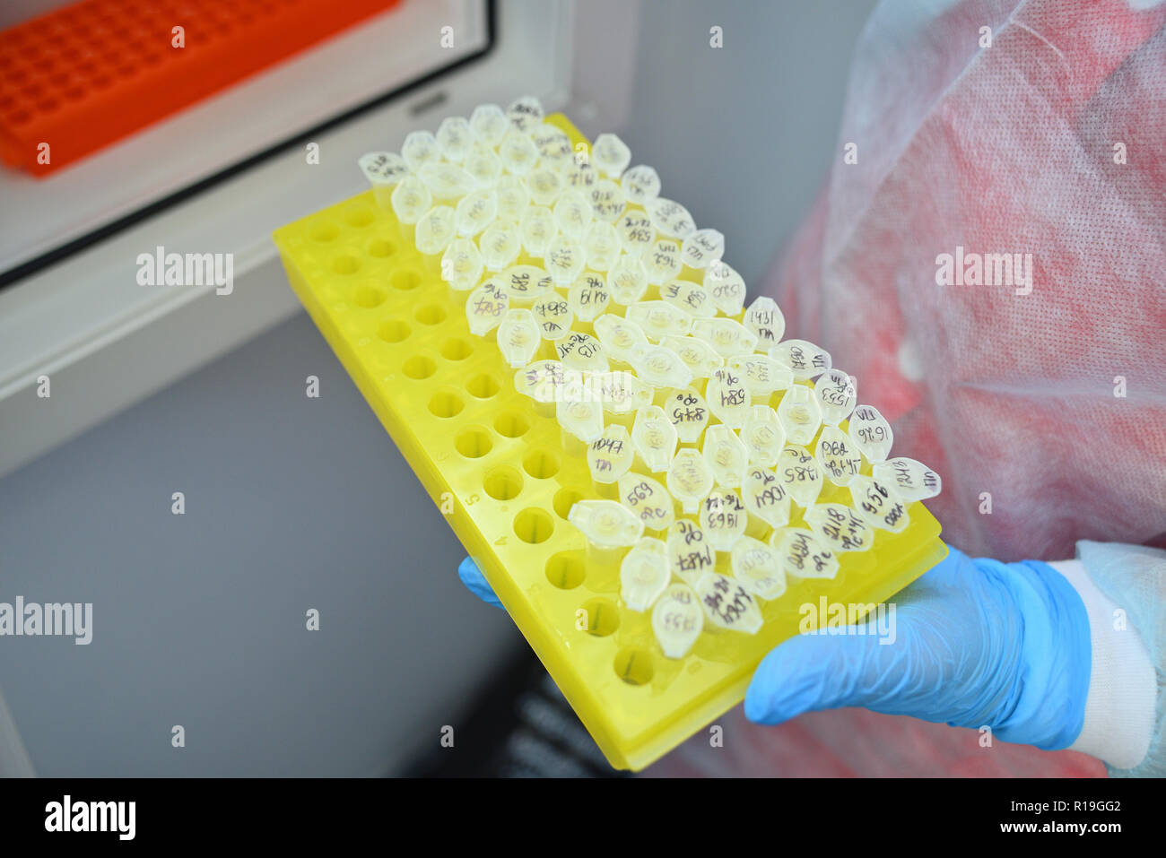 Dna test in the lab. Test tubes with biomaterials in the hands of a ...