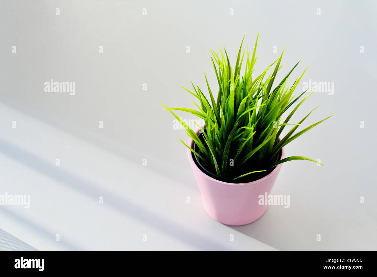Grass plant in pot on desk hi-res stock photography and images - Alamy
