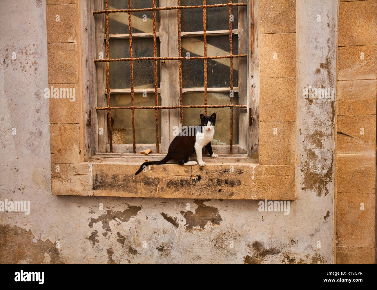 A moroccan cat on a barred window on the streets of Essaouira, Morocco ...