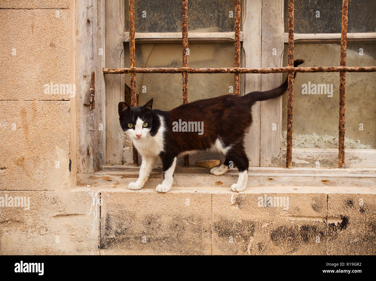 A moroccan cat on a barred window on the streets of Essaouira, Morocco ...