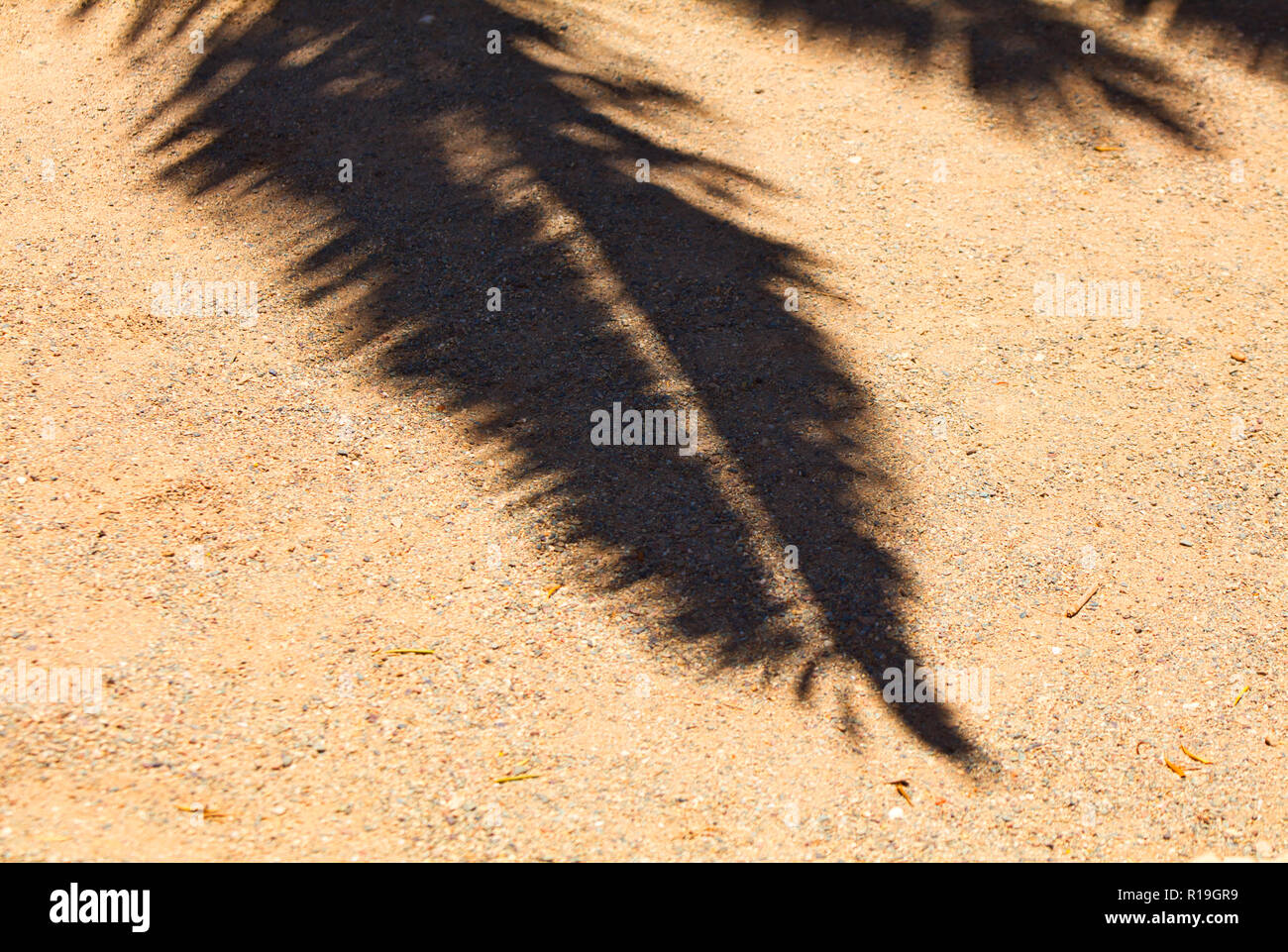 The shadow of a palm tree on the floor Stock Photo - Alamy