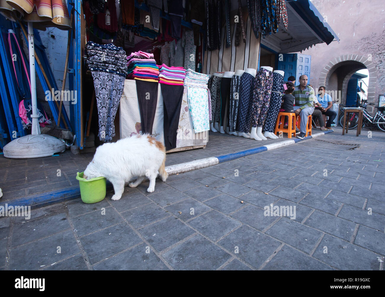 A moroccan cat drinking out of a green bucket on the street. Essaouira ...