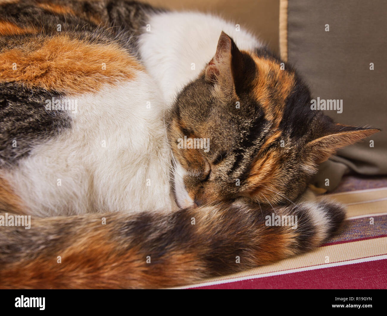 A moroccan cat sleeping on a chair Stock Photo - Alamy