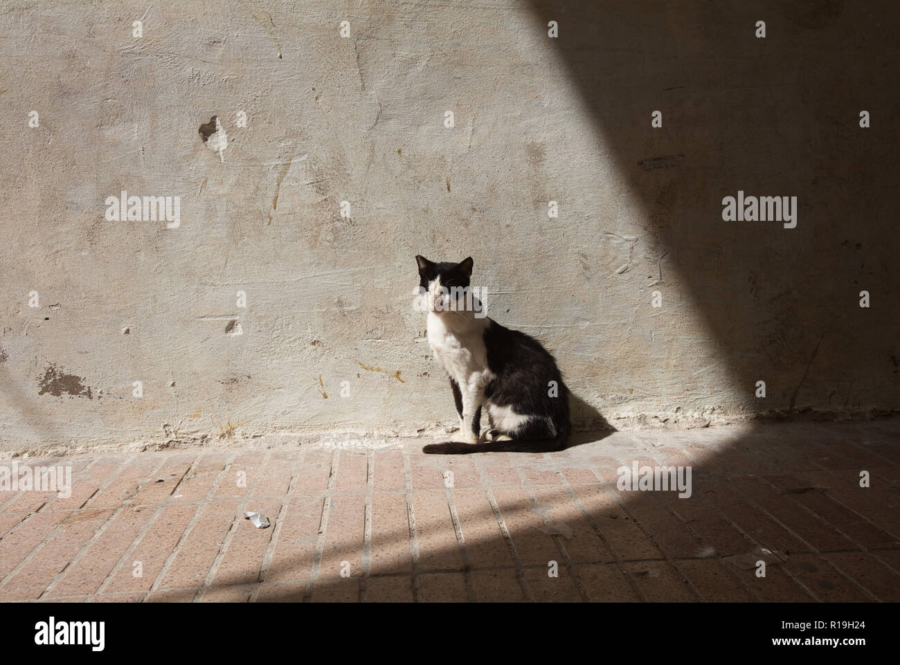 Moroccan cat breed hi-res stock photography and images - Alamy