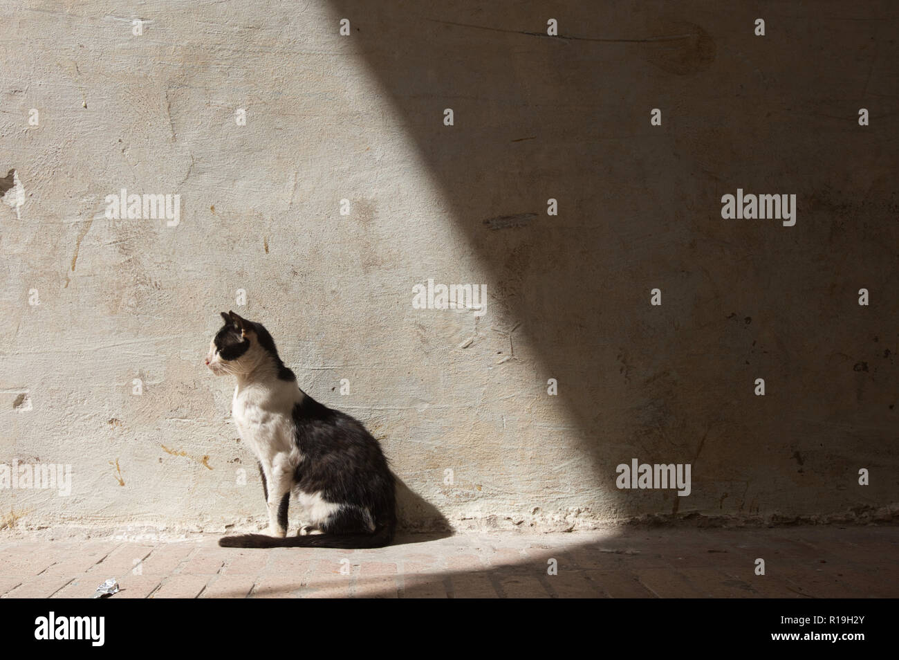 A moroccan cat sitting in the sunlight in the street Stock Photo - Alamy