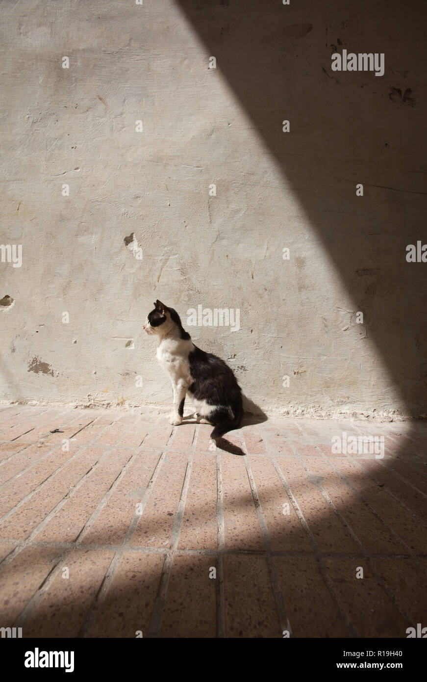 A moroccan cat sitting in the sunlight in the street Stock Photo - Alamy