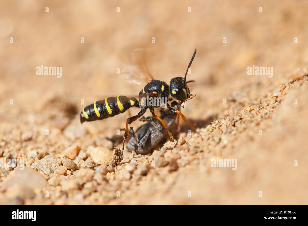 Sand tailed digger wasp with prey Stock Photo - Alamy
