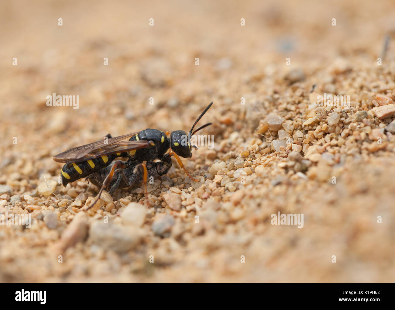 Sand tailed digger wasp with prey Stock Photo - Alamy