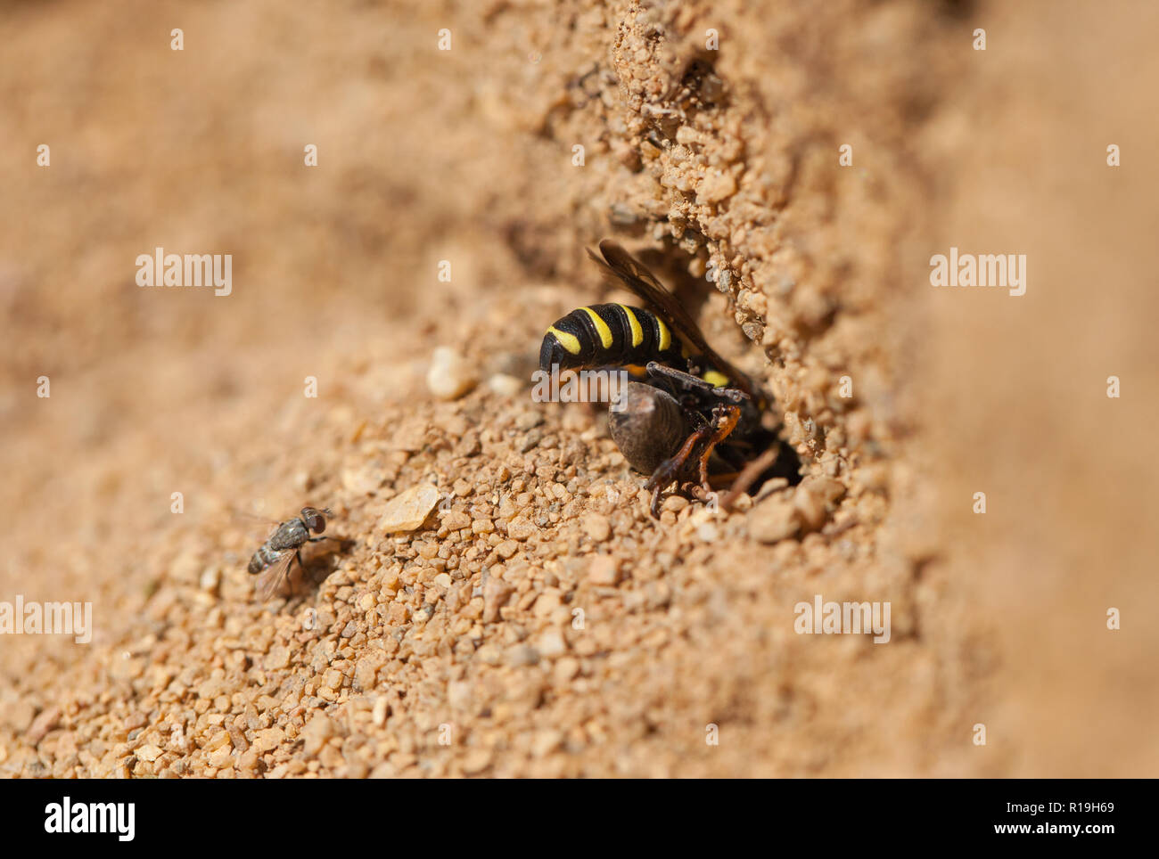 Sand tailed digger wasp with prey and fallowed by a parasitic fly Stock ...