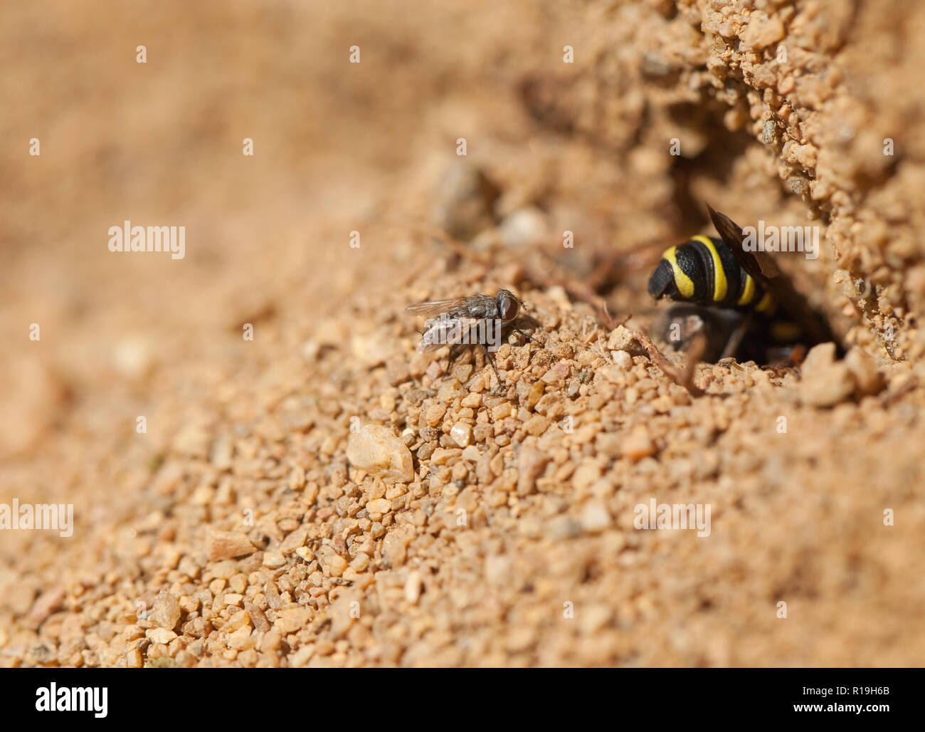 Sand tailed digger wasp with prey and fallowed by a parasitic fly Stock ...