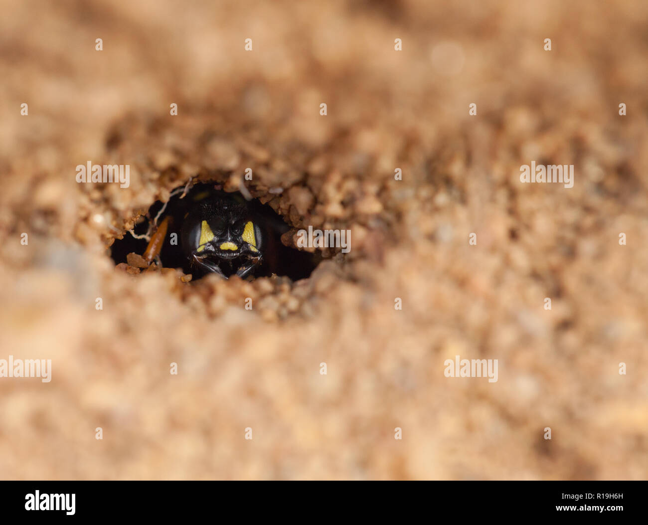 Sand tailed digger wasp Stock Photo - Alamy