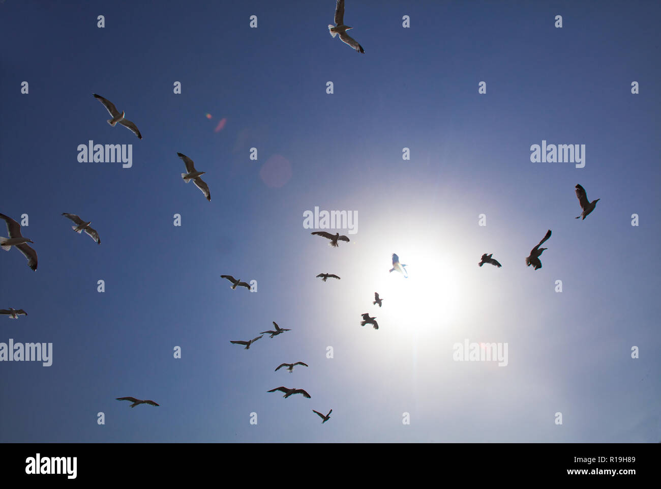 A large flock of seagulls flying overhead in Essaouira, Morocco Stock ...