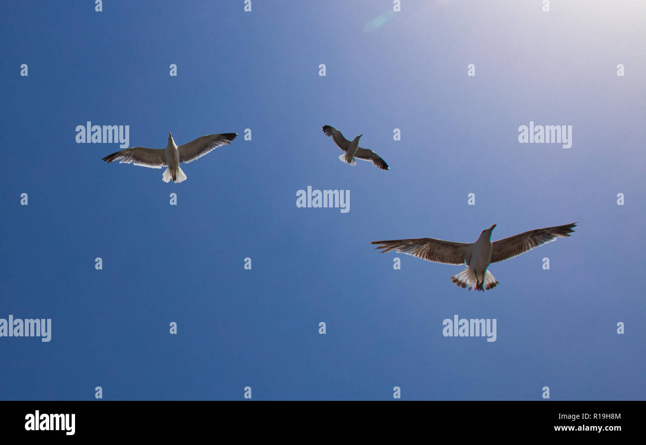 A flock of seagulls flying overhead in Essaouira, Morocco Stock Photo ...