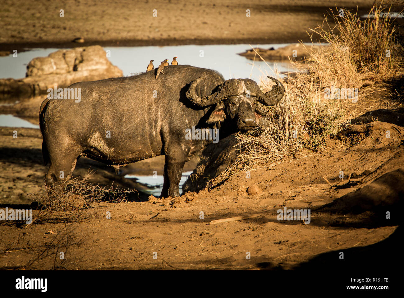 Cape buffalo bull Stock Photo - Alamy
