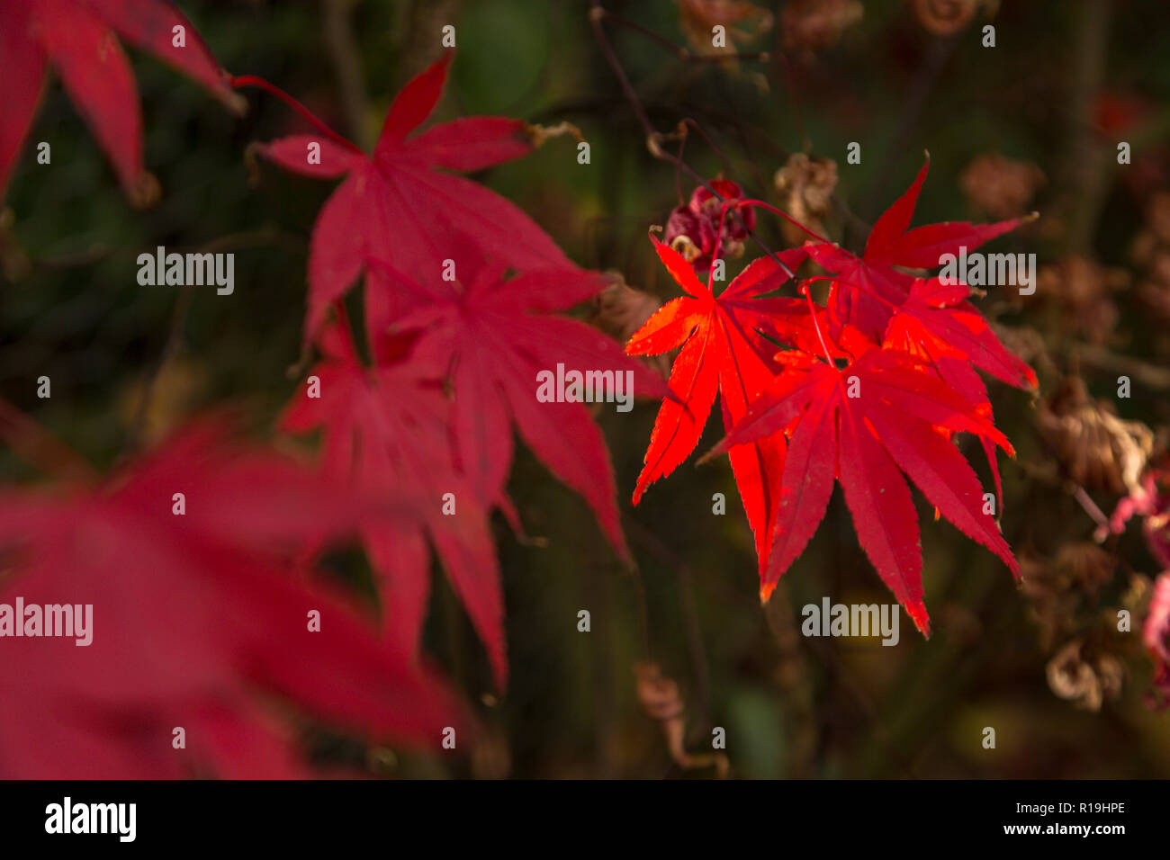 Acer Palmatum Bloodgood, a Japanese maple, in autumn in a Devon garden ...