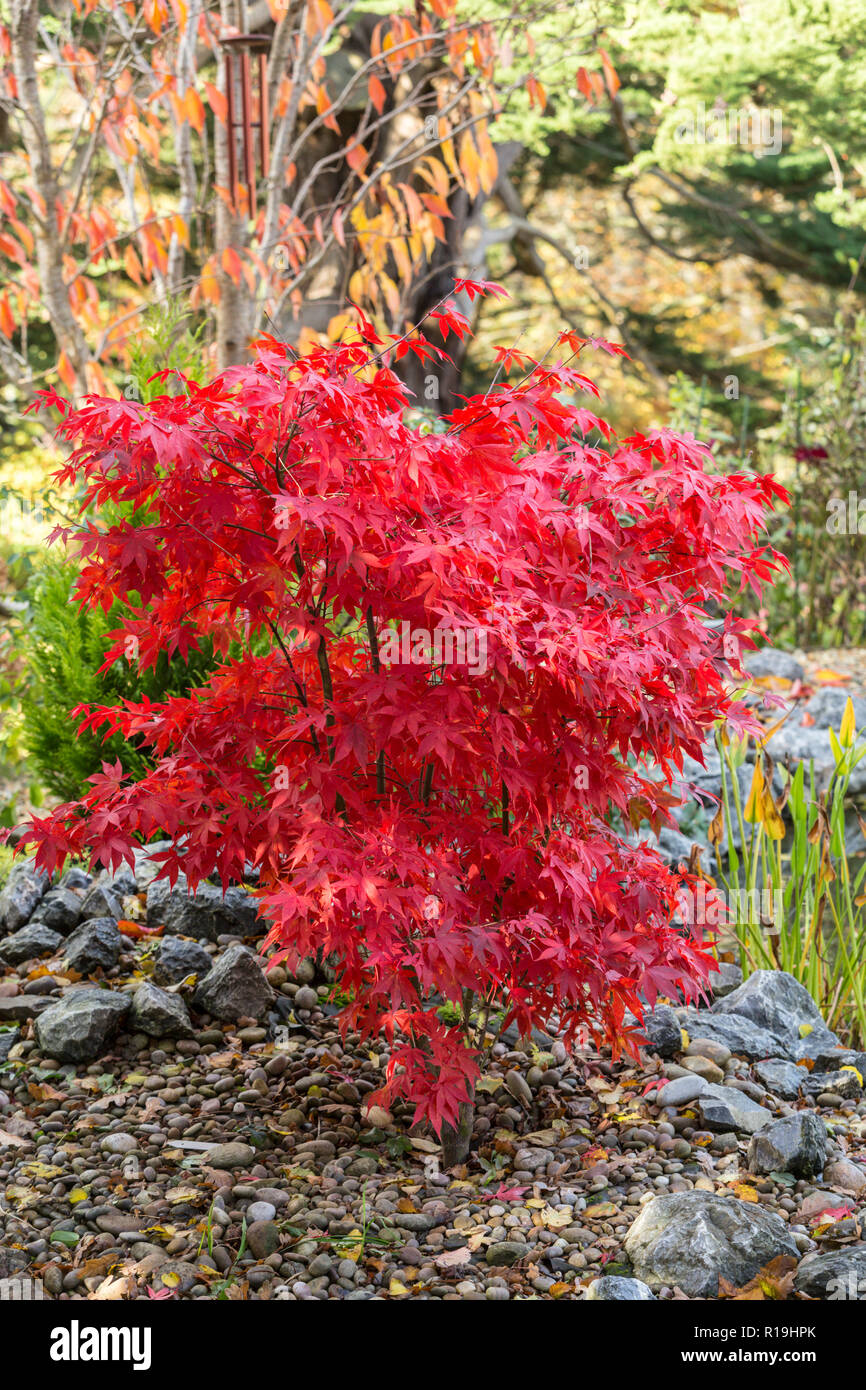 Acer Palmatum Osakazuki, a Japanese maple in full red colour beside a ...