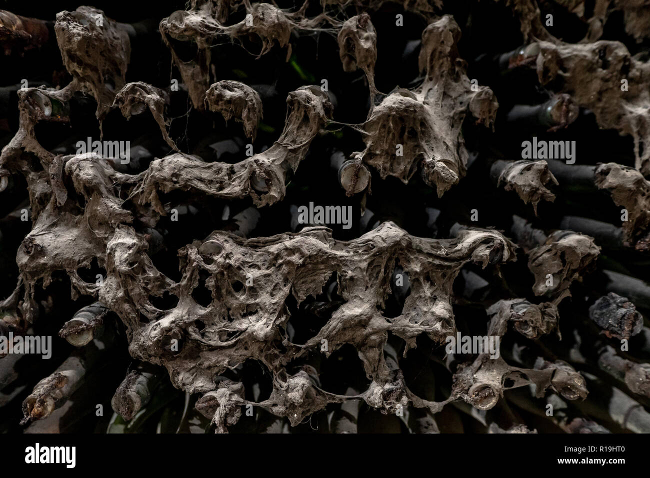 Old dusty wine bottles covered in mold in vintage wine cellar Stock ...