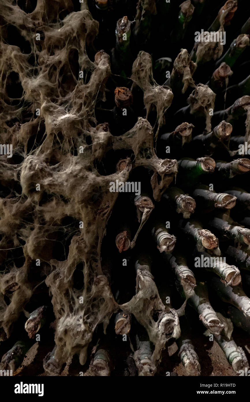 Aged wine bottles covered with mold in vintage wine cellar Stock Photo ...