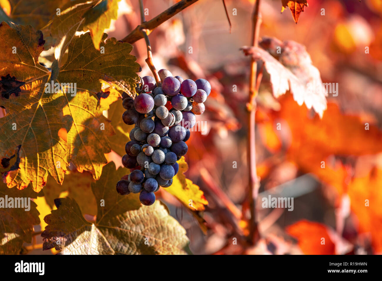 Grapes wineries hi-res stock photography and images - Alamy