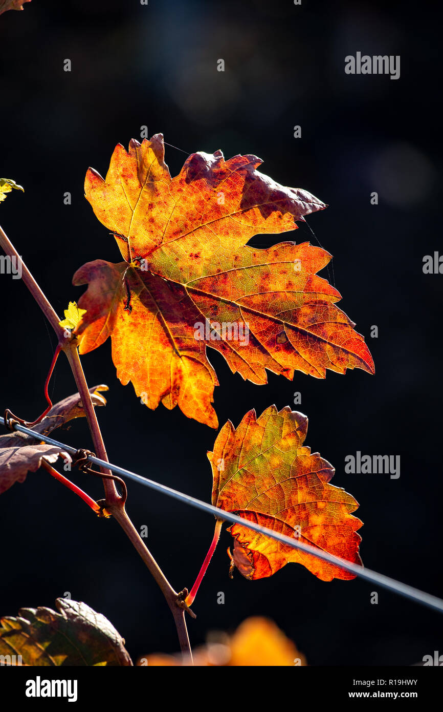 Vineyard leaf hi-res stock photography and images - Alamy