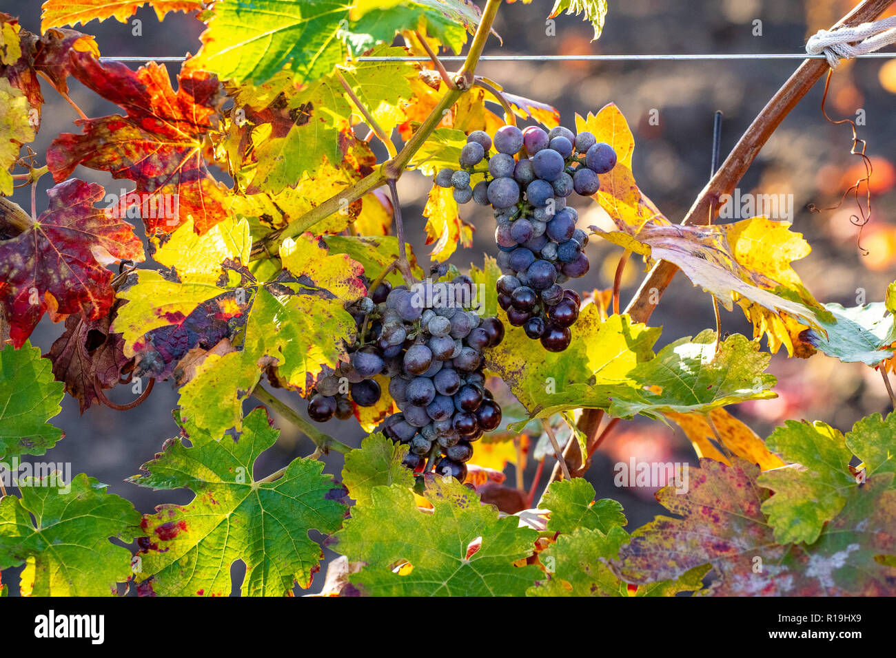 Autumn grapes vineyard hi-res stock photography and images - Alamy