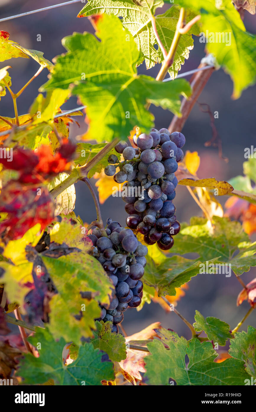 Autumn grapes hi-res stock photography and images - Alamy