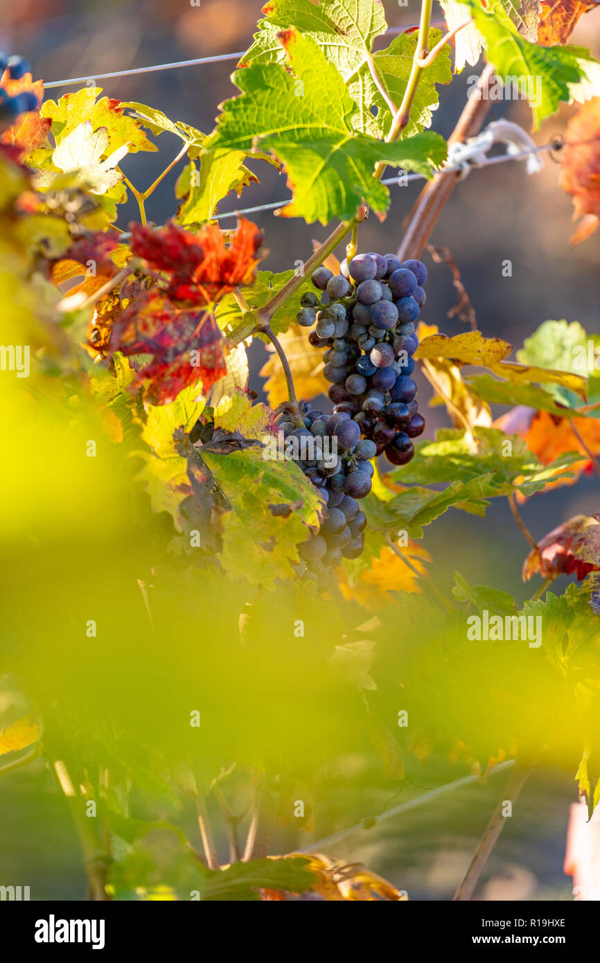Late autumn grapes harvest in vineyard Stock Photo - Alamy
