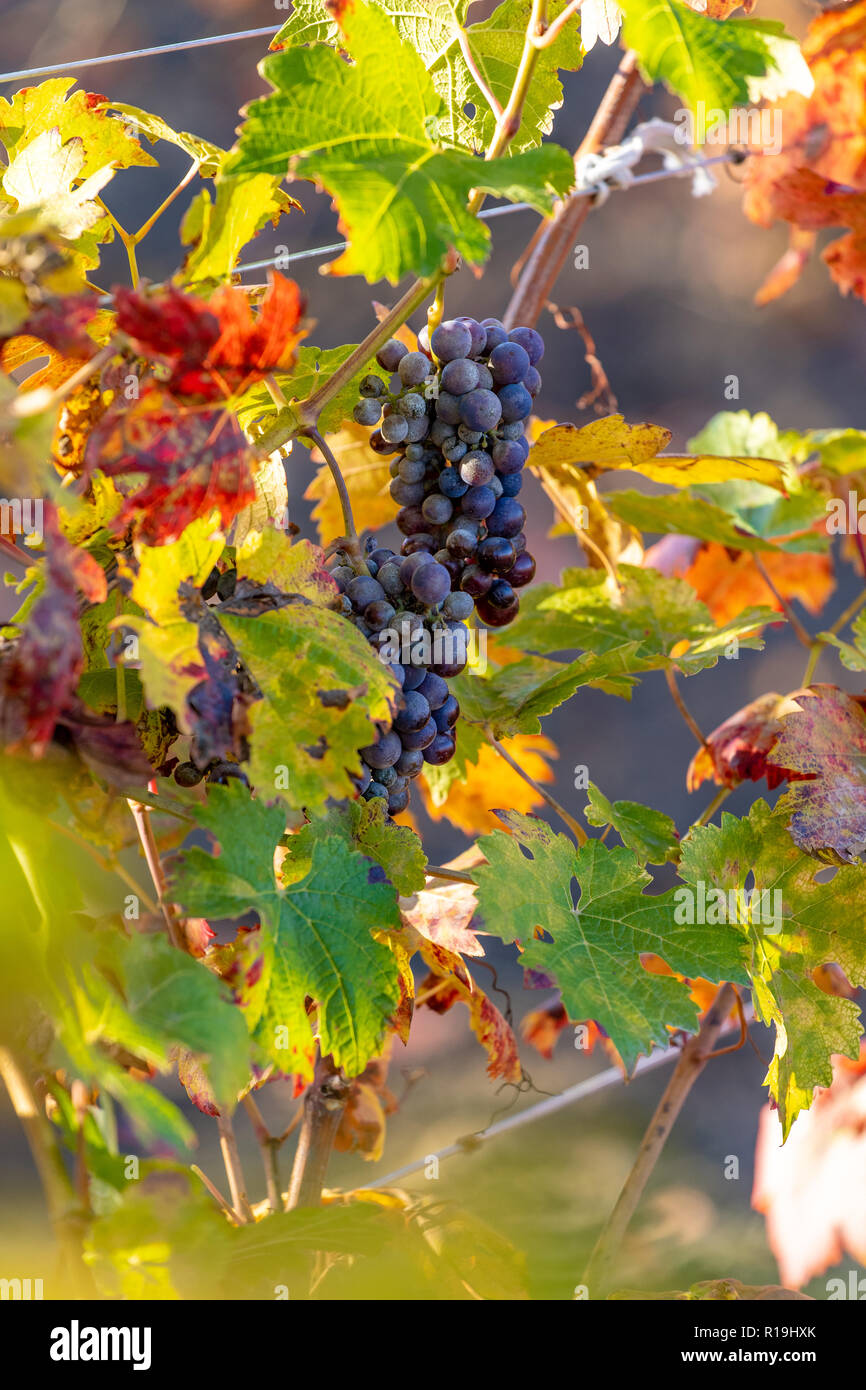 Late autumn grapes in vineyard Stock Photo - Alamy