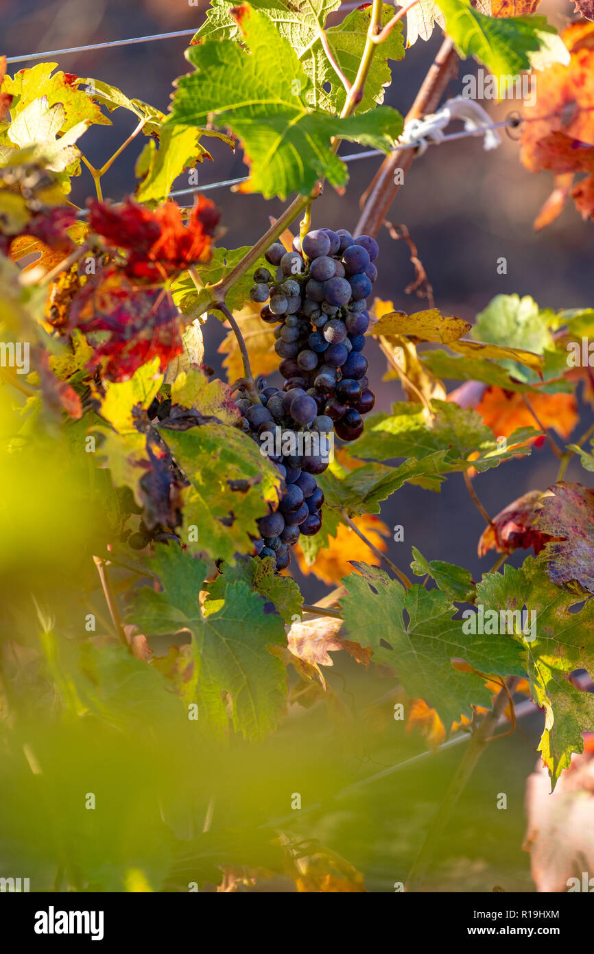 Late autumn grapes in vineyard Stock Photo - Alamy