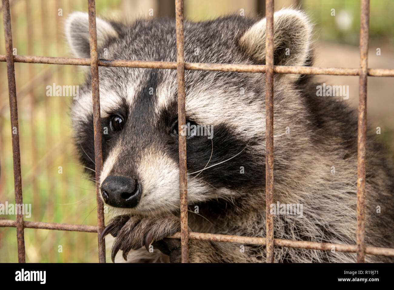 Sad raccoon face hi-res stock photography and images - Alamy