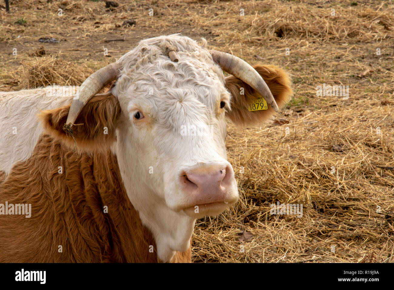 Spotted cattle hi-res stock photography and images - Alamy
