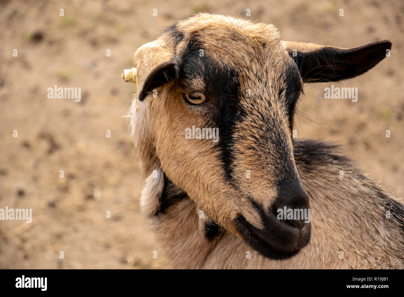 Goat with black stripes, head close-up photo, shallow dof Stock Photo ...