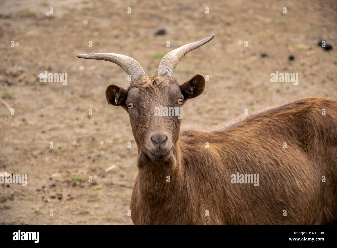 Brown male goat looking into the camera, standing on the farm Stock ...