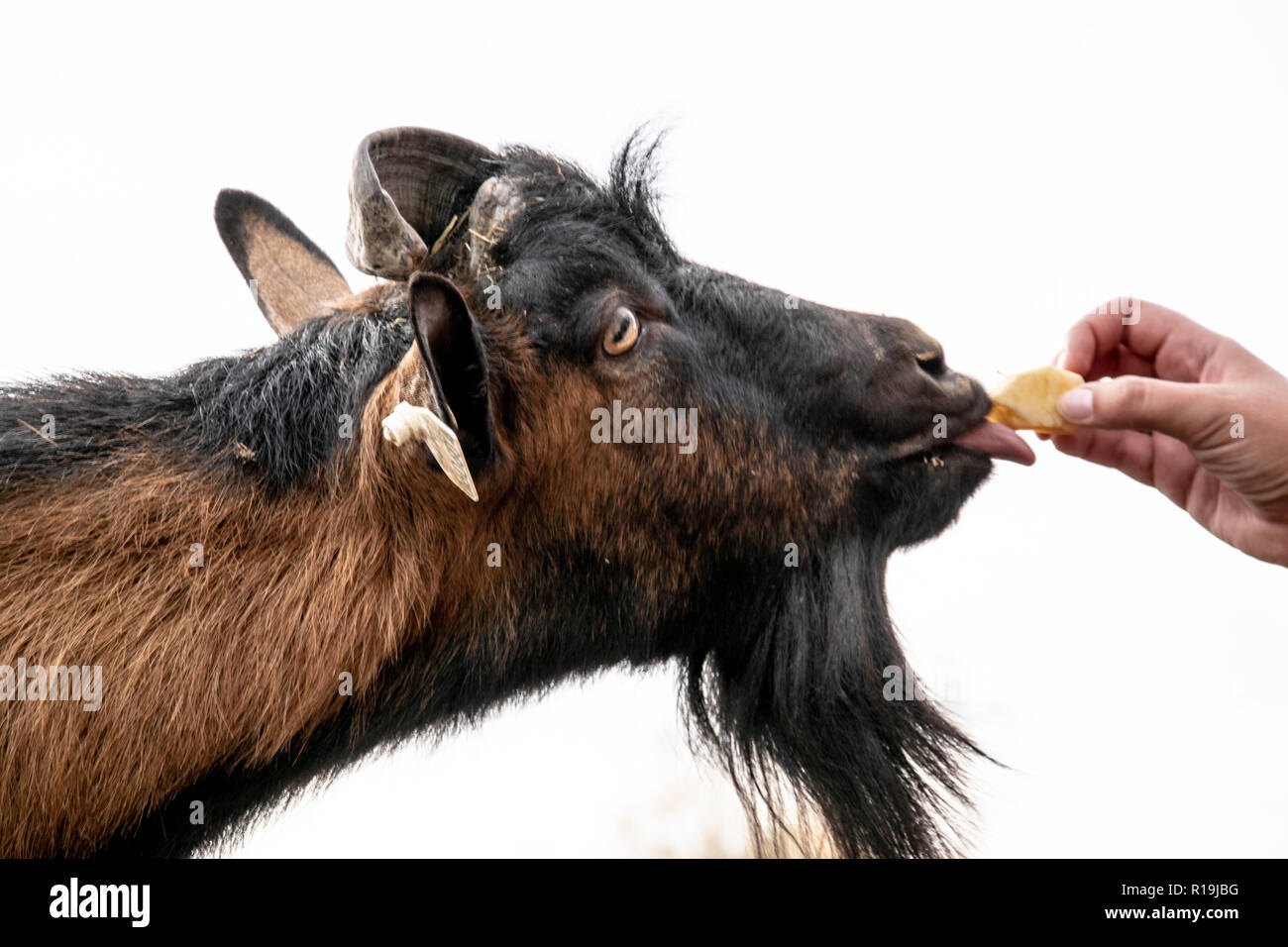 Female goat with black stripes eating apple slice from hand with sky ...