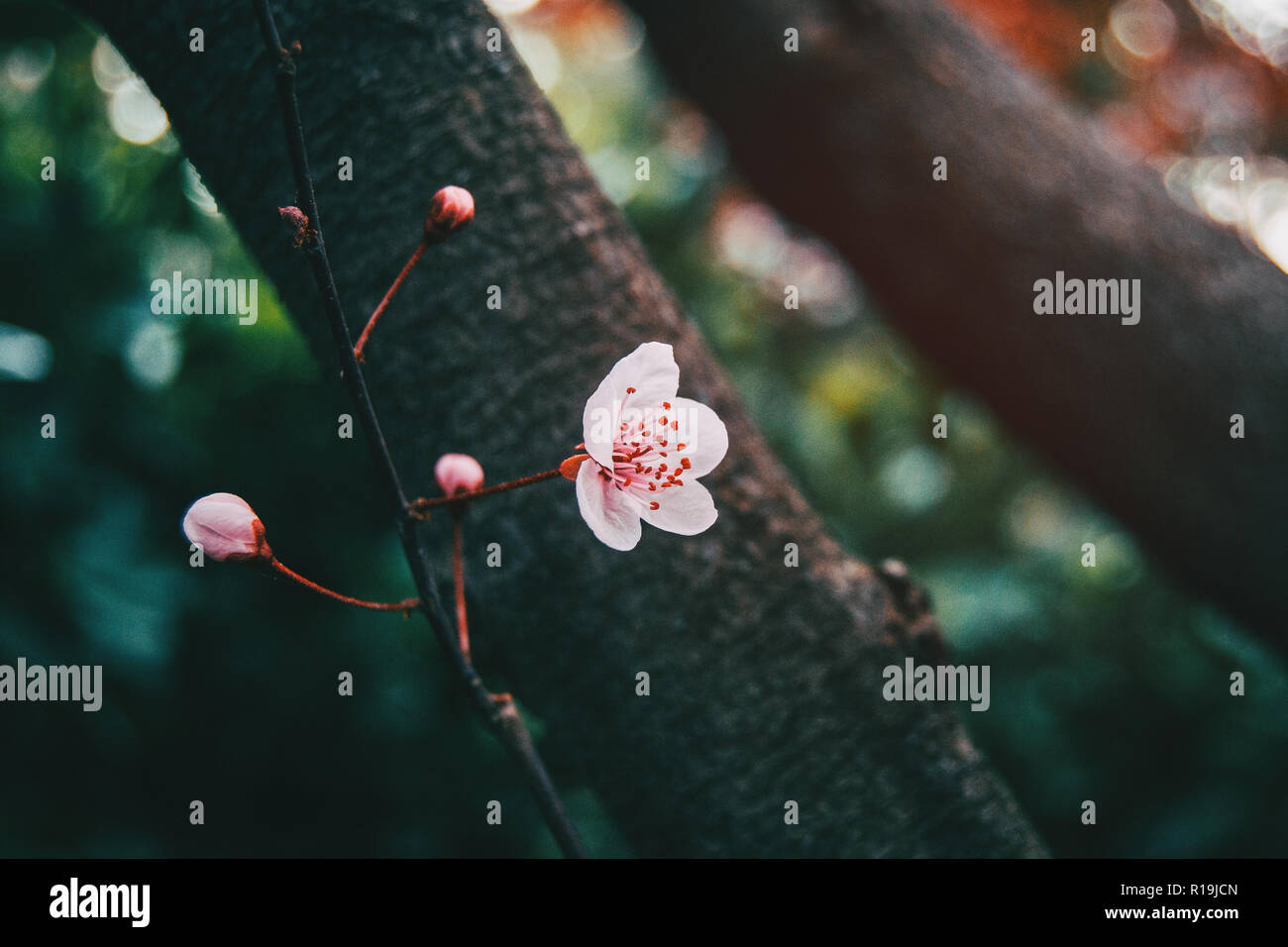 Close-up of small light pink flowers of Prunus cerasifera Stock Photo ...