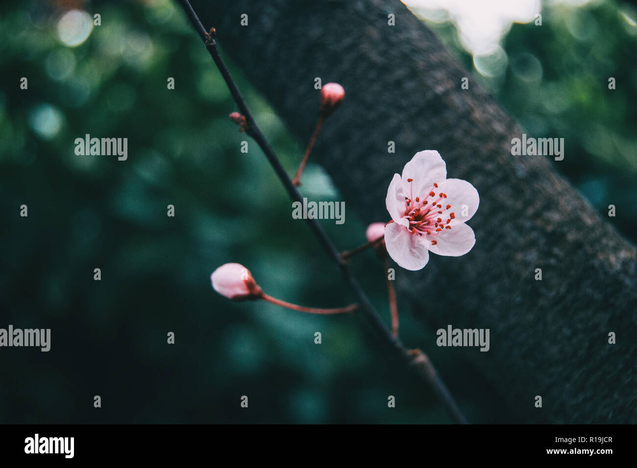 Close-up of small light pink flowers of Prunus cerasifera Stock Photo ...