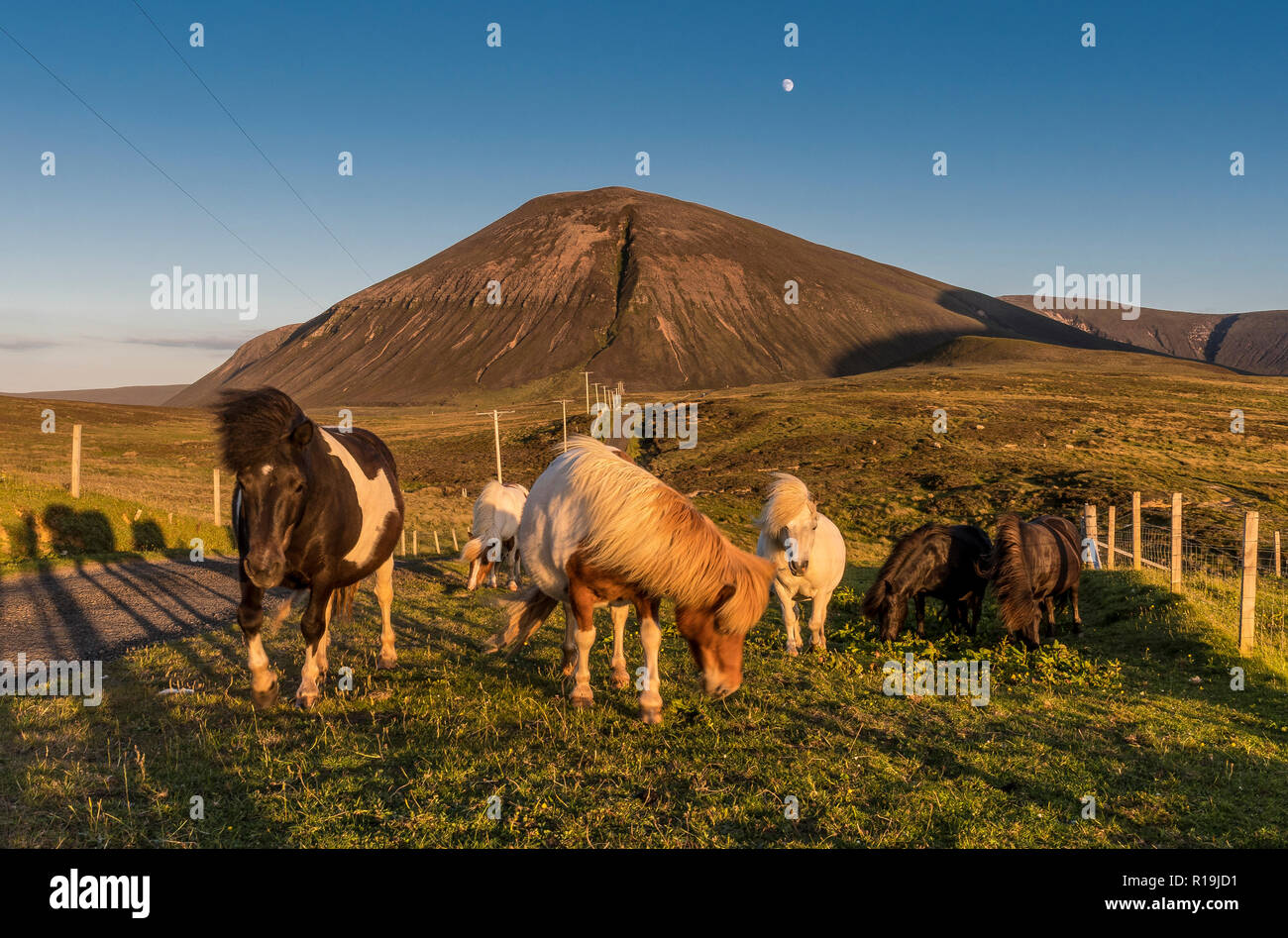 view of Ward Hill, with cottage, Hoy, Orkney with Shetland Poinies ...