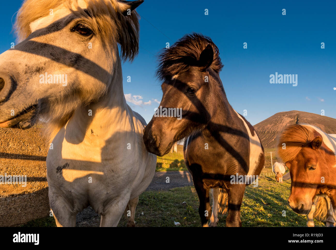 Shetland ponies pony shetland hi-res stock photography and images - Alamy