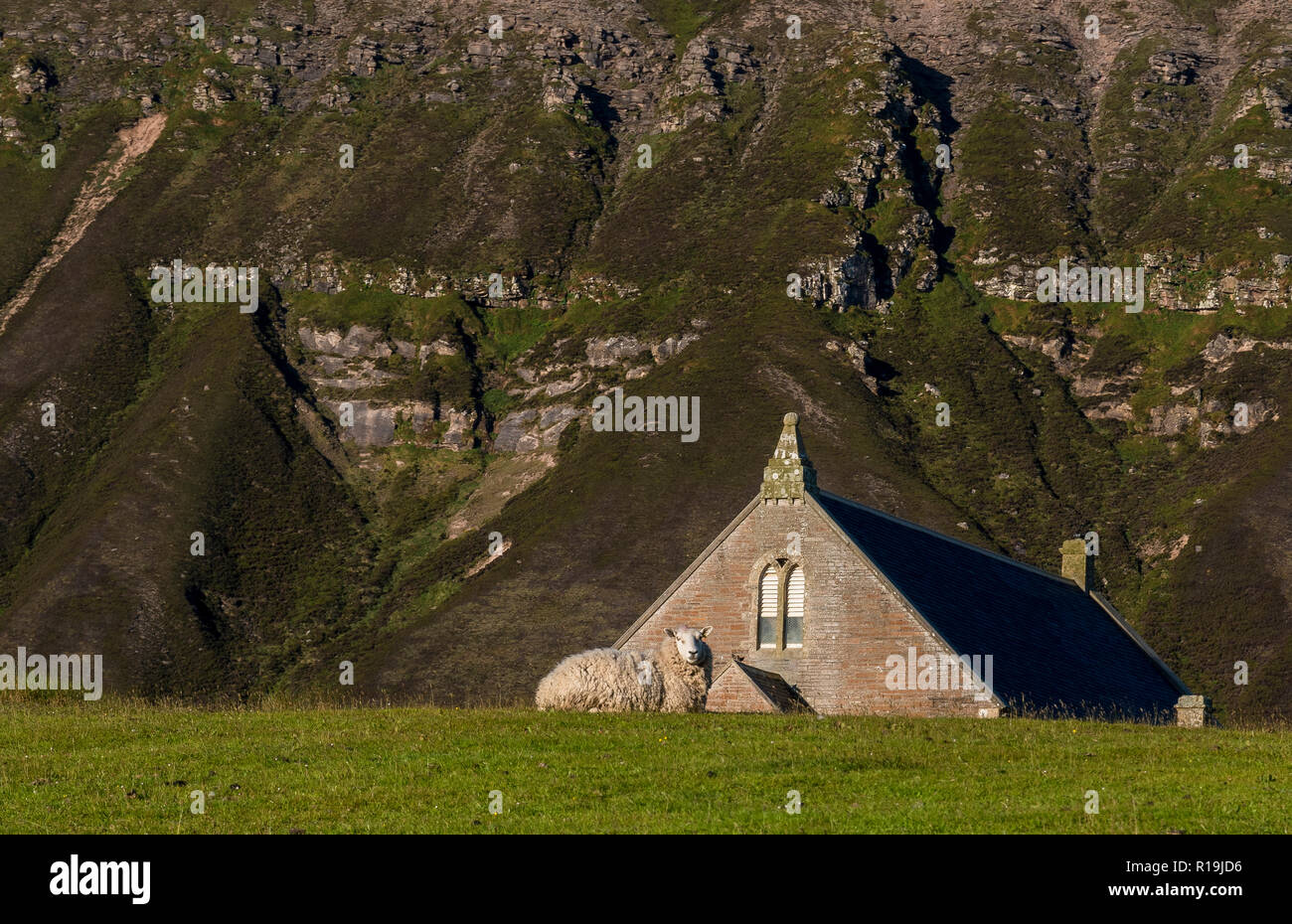 Sheep and Kirk, Church Gable end, Ward Hill, Hoy Stock Photo - Alamy