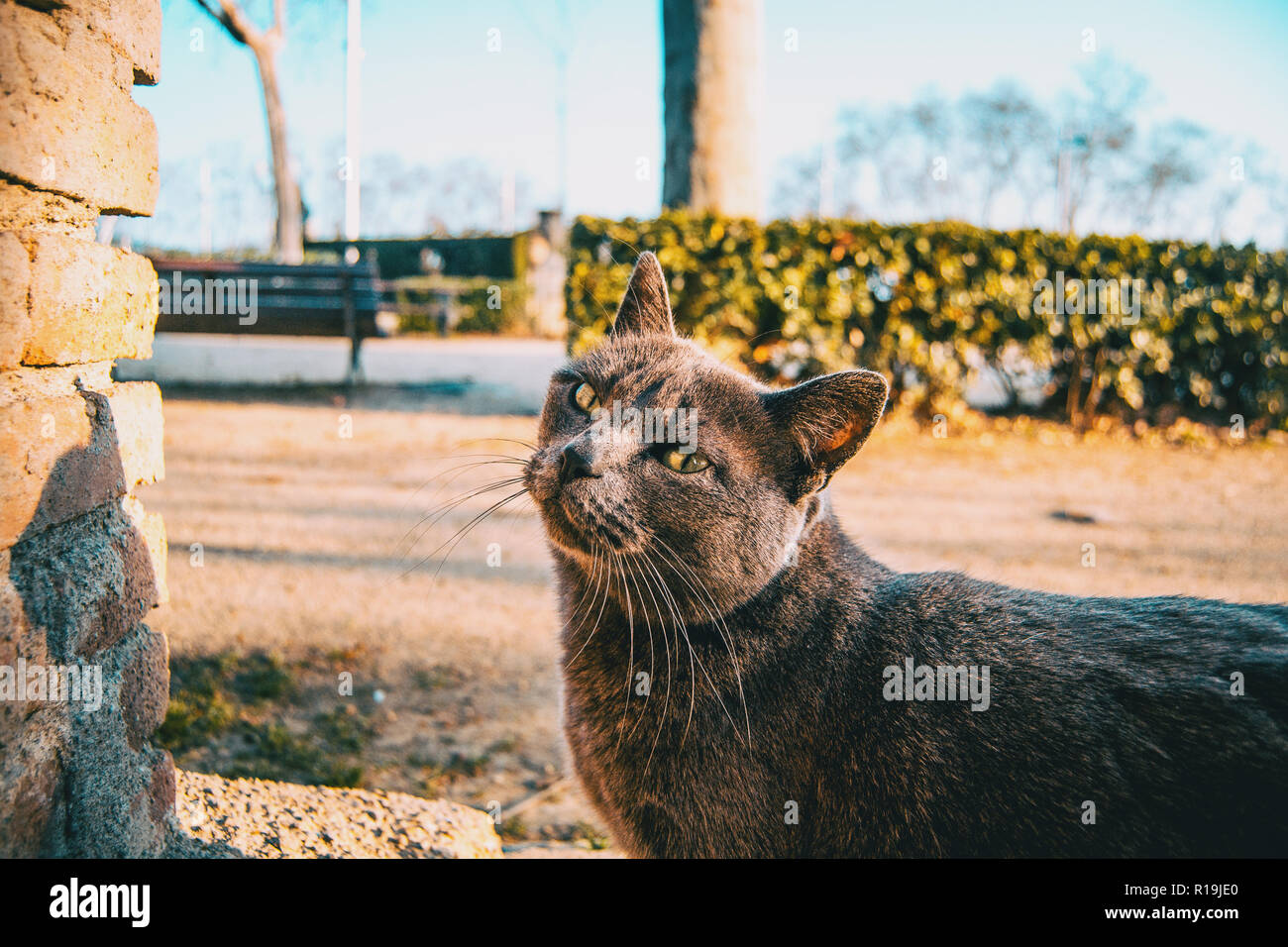 Stray cats in park hi-res stock photography and images - Alamy