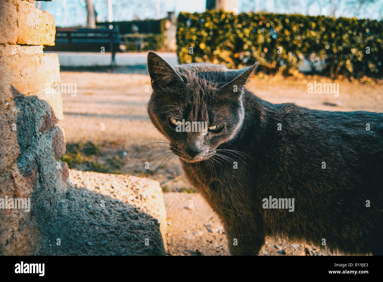 Stray cats in park hi-res stock photography and images - Alamy