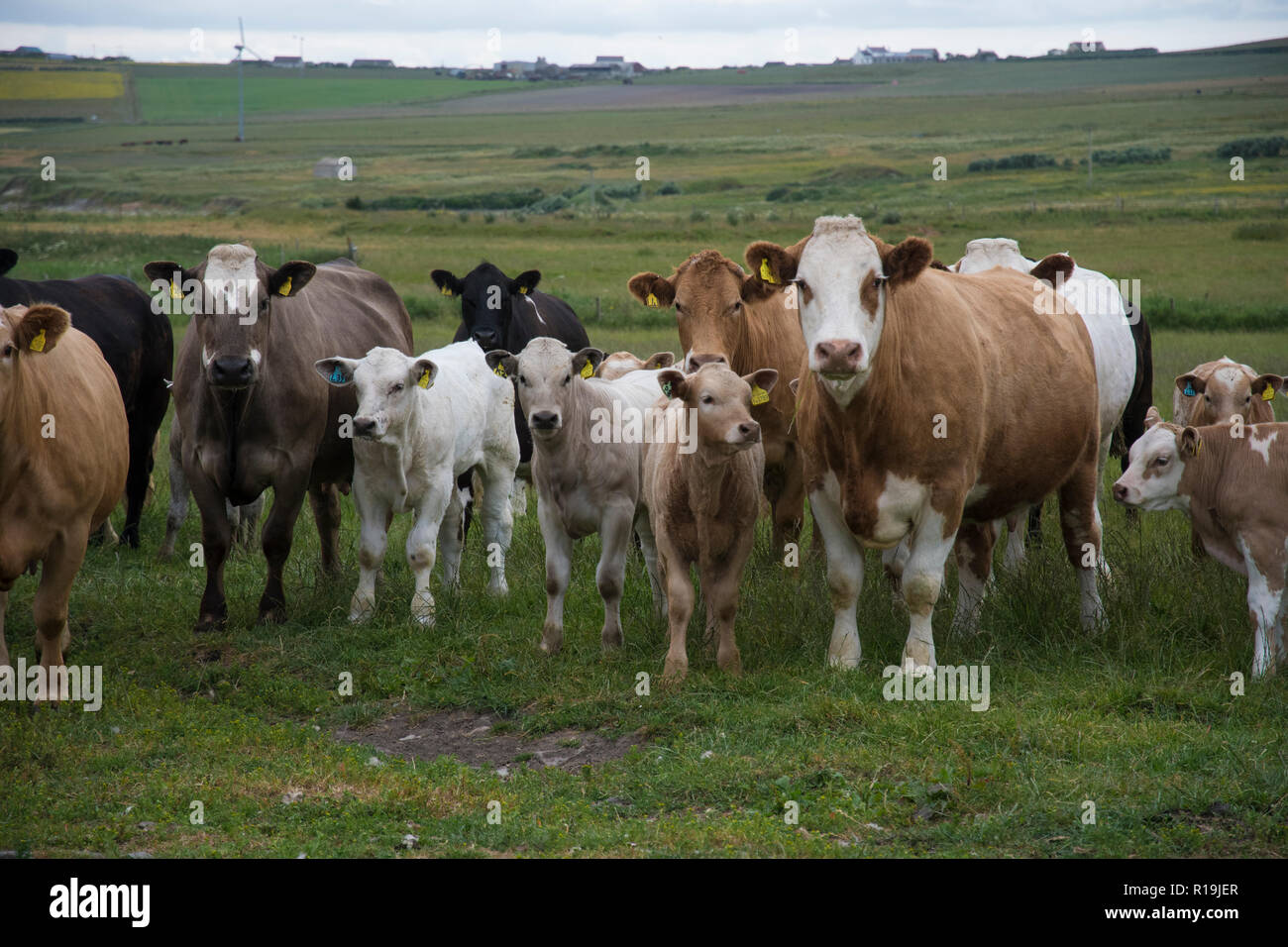 Orkney farming hi-res stock photography and images - Alamy