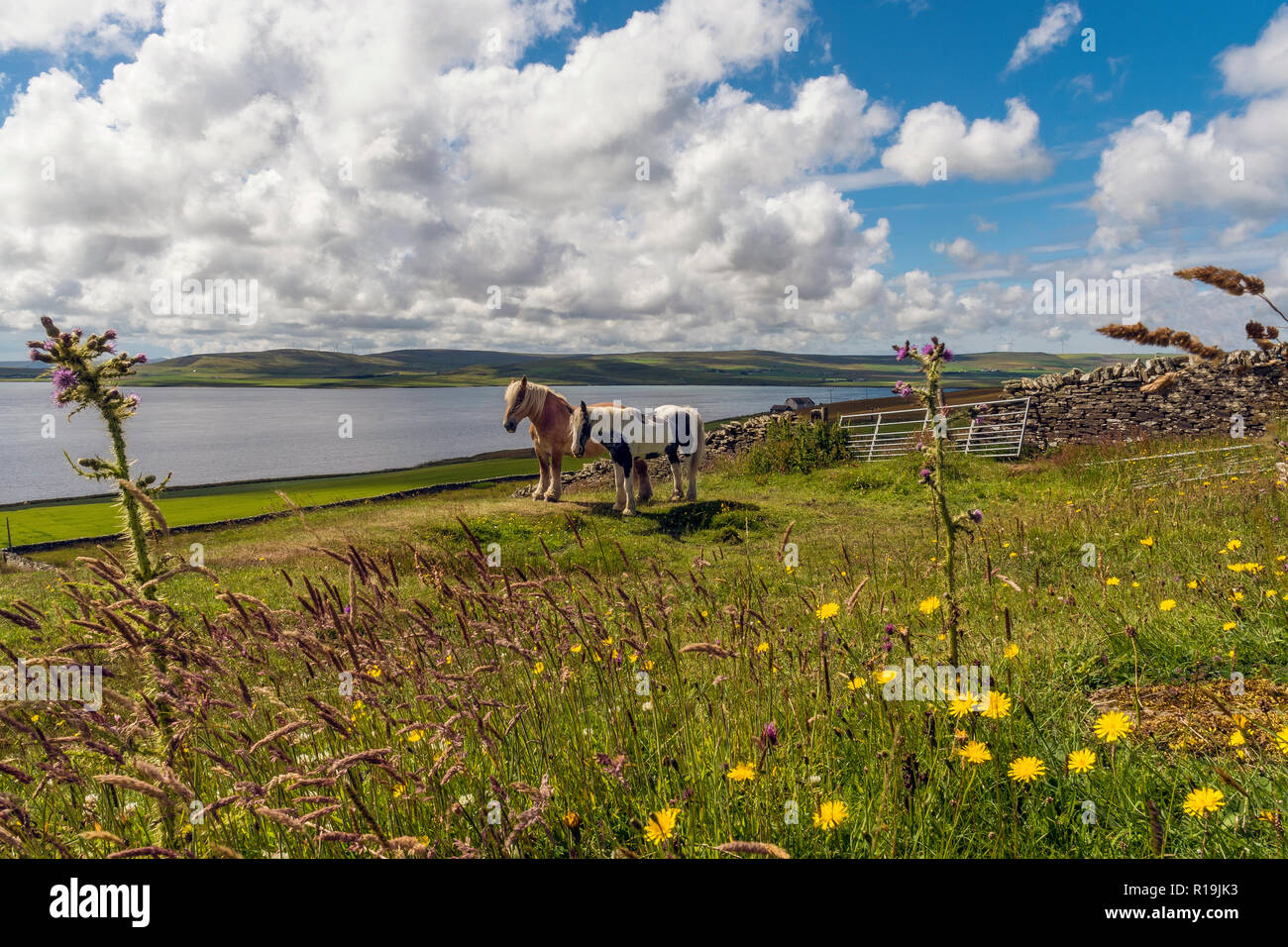 Orkney wild flowers hi-res stock photography and images - Alamy