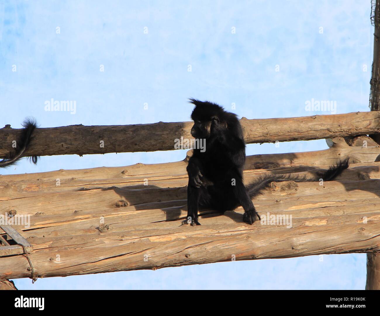 Weihai, Weihai, China. 10th Nov, 2018. Weihai, CHINA-Animals can be ...